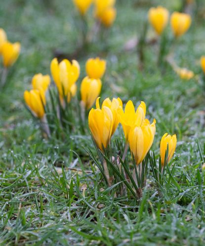 Best spring bulbs: 14 choices for beautiful displays | Gardeningetc