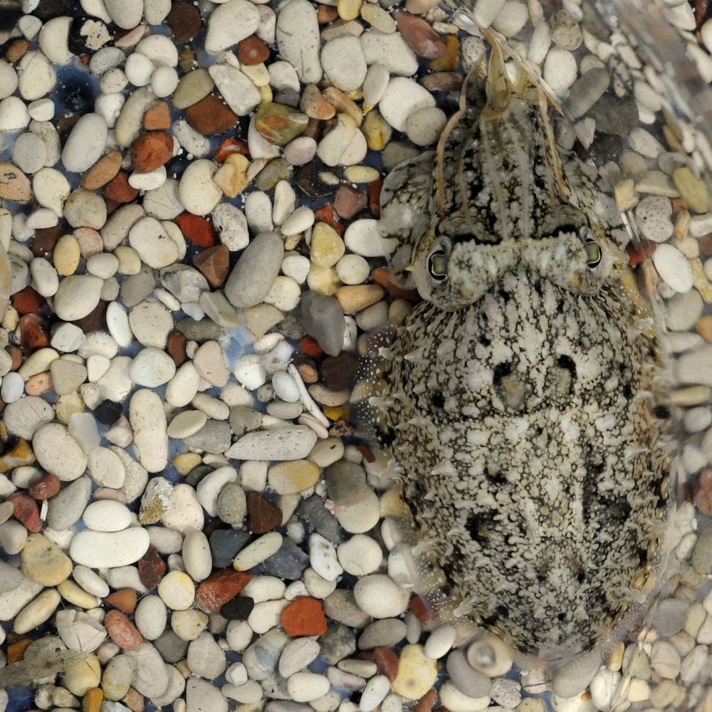 Cuttlefish Cuties: Photos of Color-Changing Cephalopods | Live Science