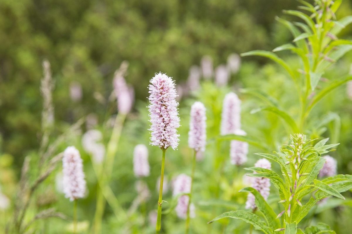 Bistort Plant Information - Tips For Growing Bistort Flowers In Gardens ...