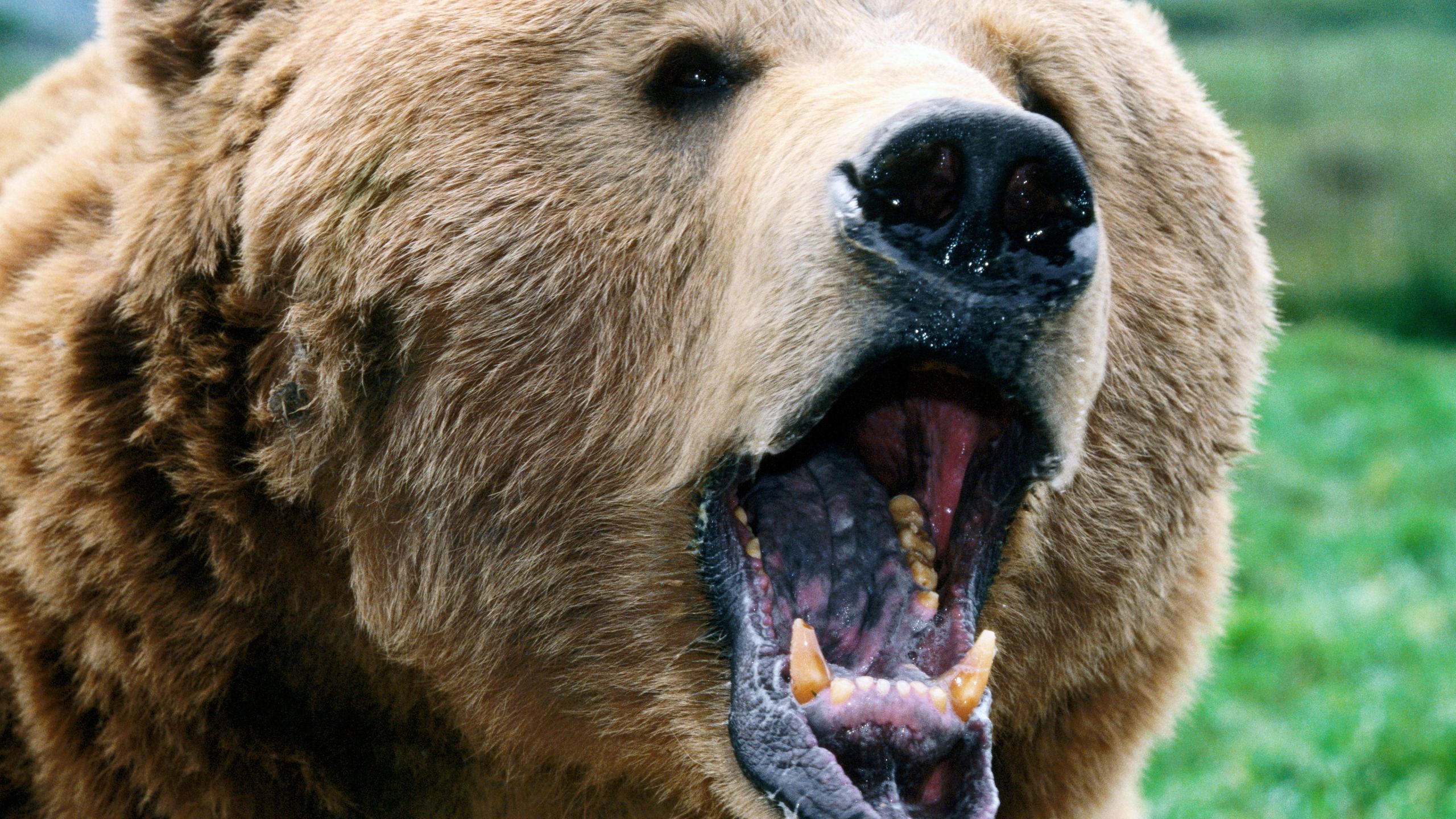 Do bear horns work? We look into the research... | Advnture