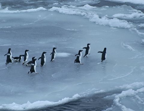50 amazing facts about Antarctica | Live Science
