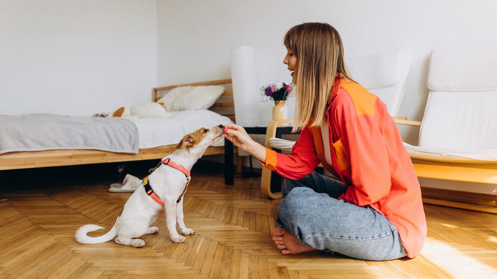 First time dog owner tips: everything you need to know | PetsRadar