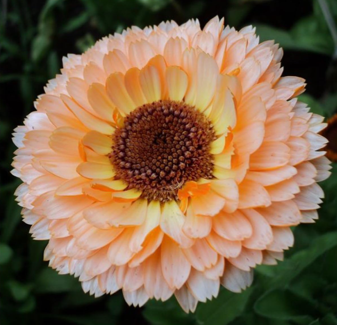 8 flower seeds to sow in September for a spring garden | Livingetc