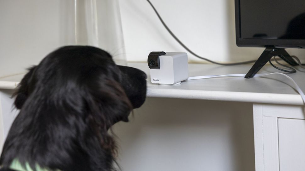 Petcube Cam 360 review: this affordable rotating pet camera aims to ...