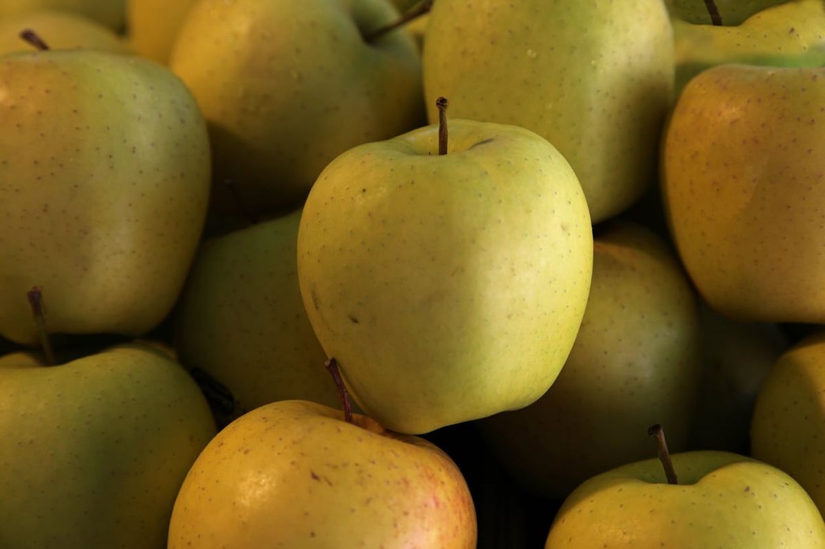 Goldrush Apple Information - Learn How To Grow Goldrush Apple Trees ...