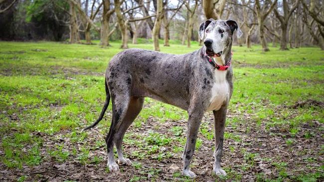 Merle dog breeds with dappled coats | PetsRadar