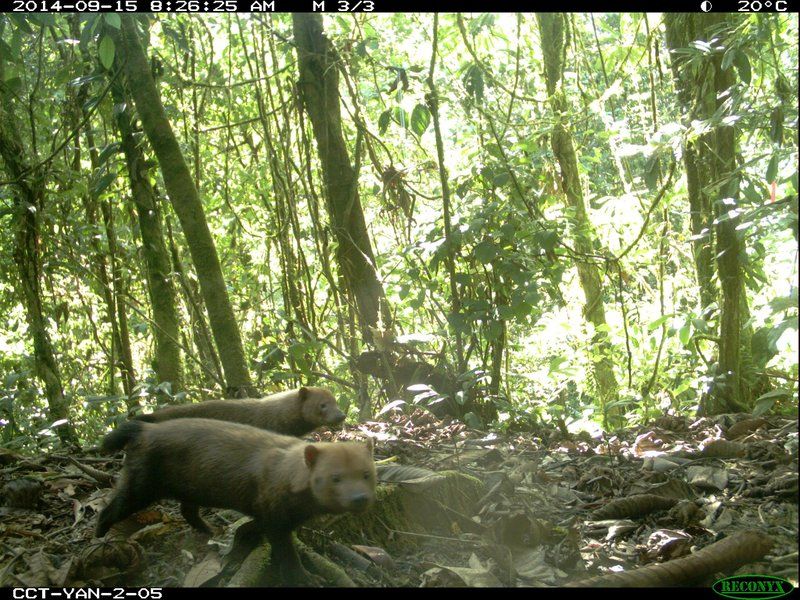 Photos: Hidden Cameras Find Diverse Animals in Tropical Forests | Live ...