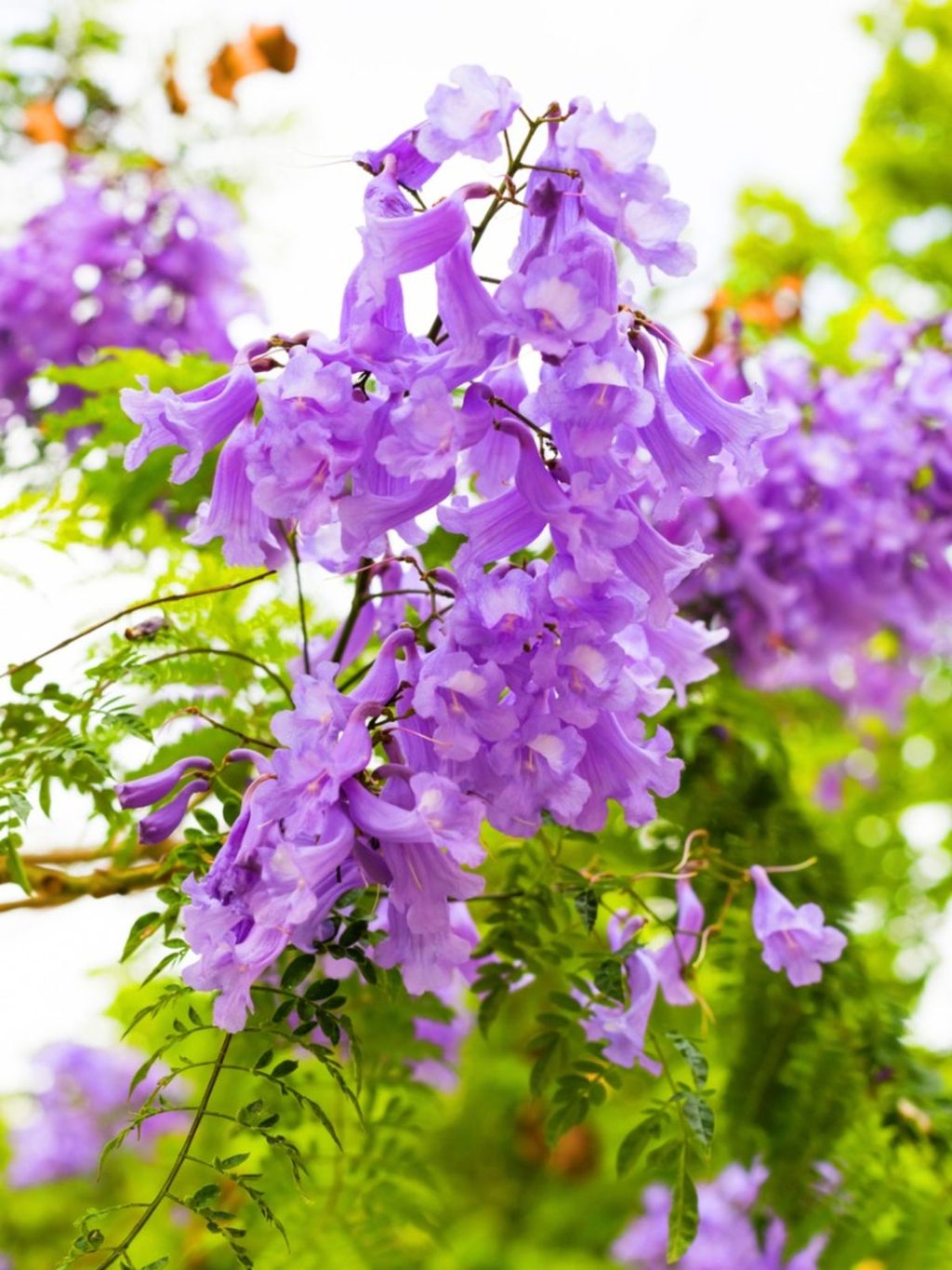 Growing Jacaranda Trees: How To Plant And Care For A Jacaranda Tree ...