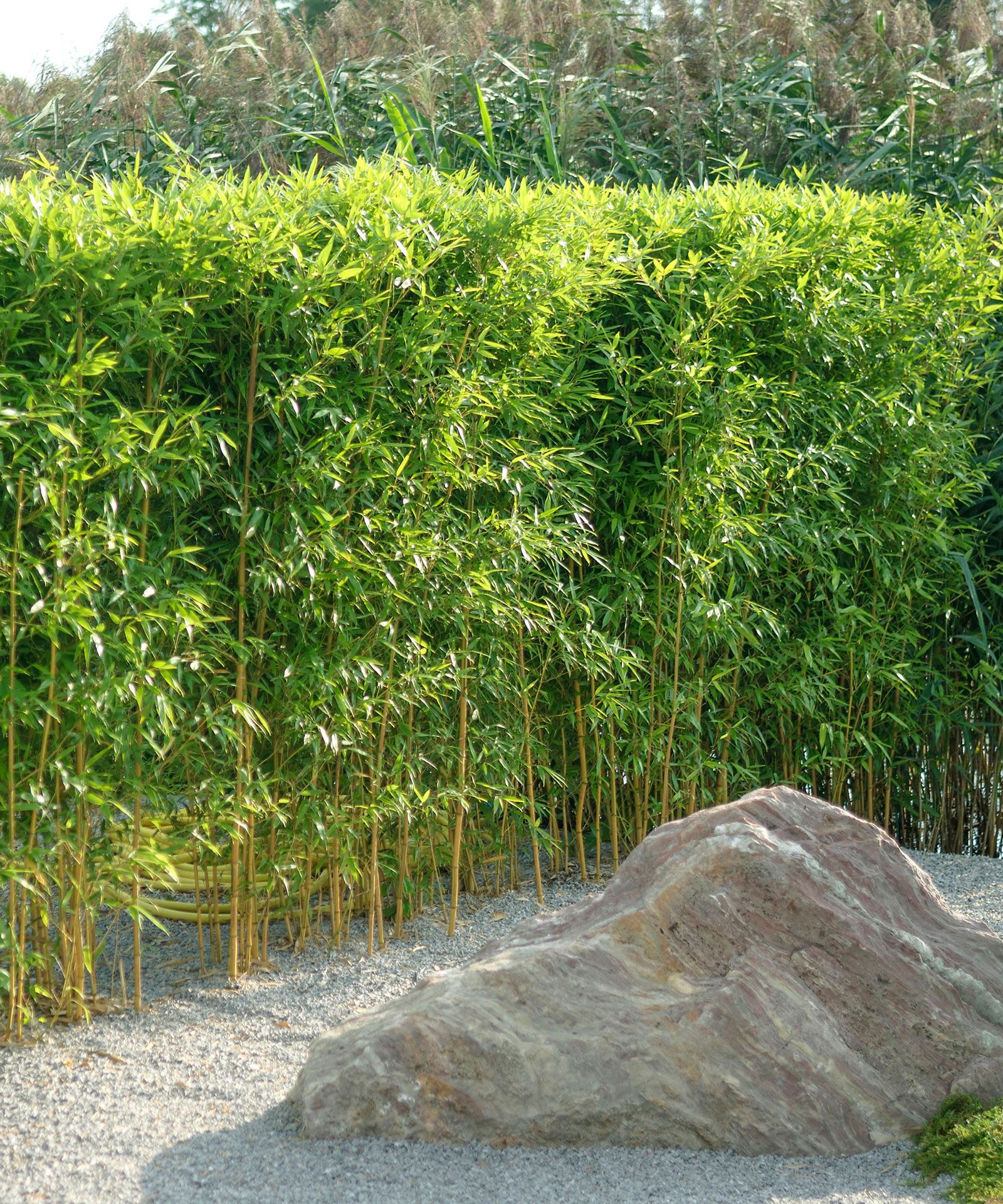 Best plants for privacy: 10 effective screening options | Homes and Gardens