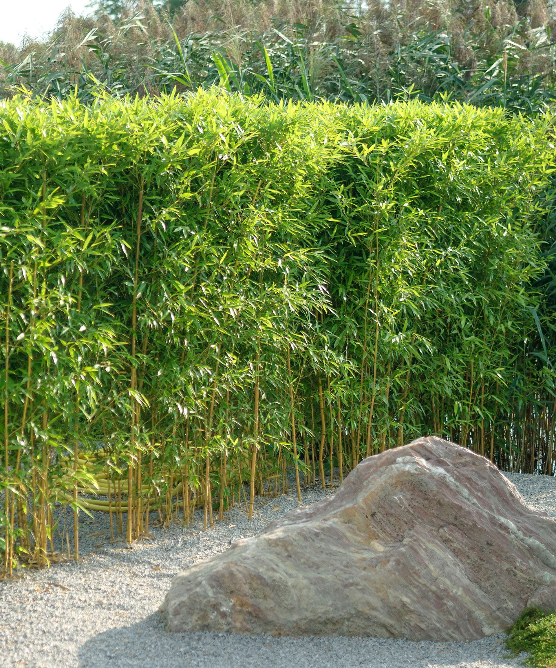 Best plants for privacy: 10 effective screening options | Homes and Gardens