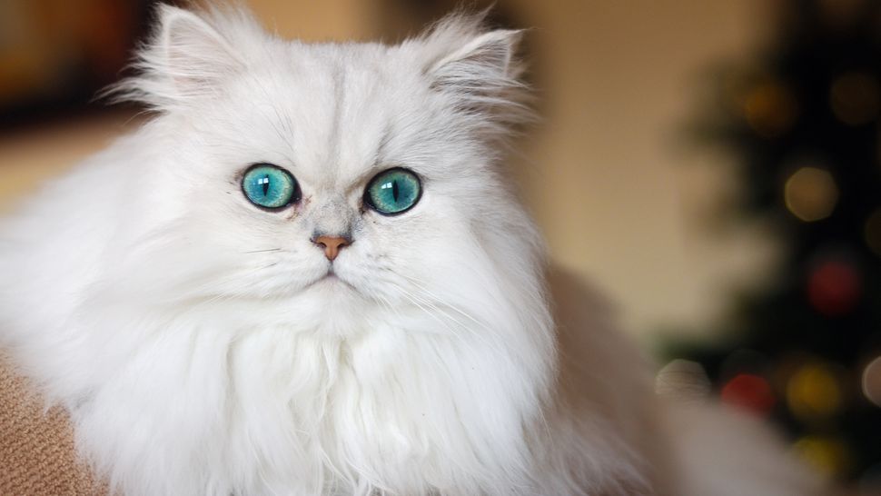 32 low energy cat breeds for owners who just want to chill | PetsRadar