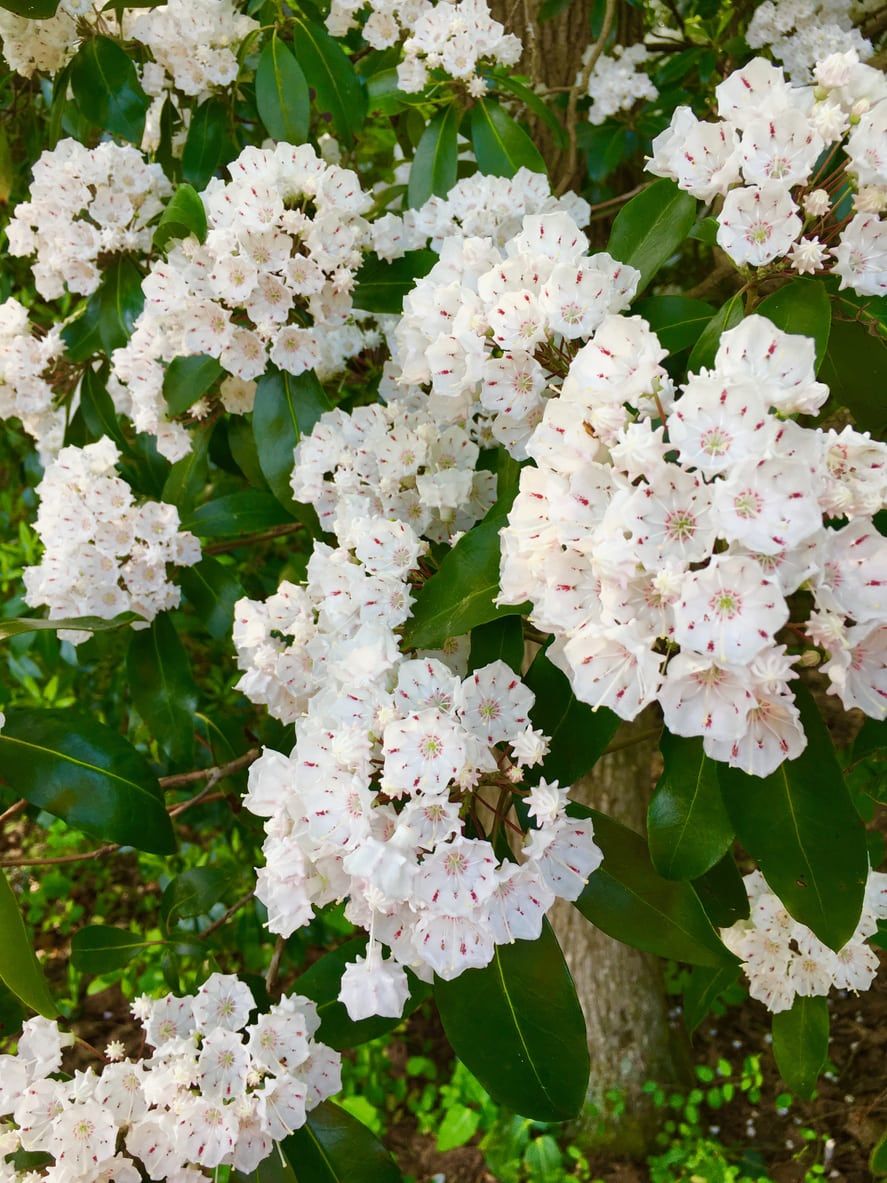 Mountain Laurel Pruning Guide - Learn About Cutting Back Mountain ...