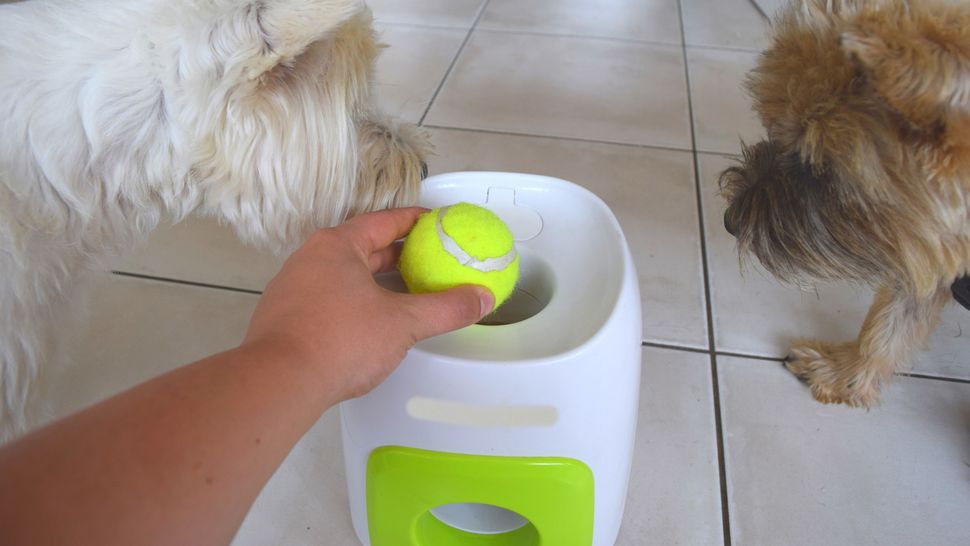 Best ball throwing machines for dogs 2024 for effortless entertainment ...