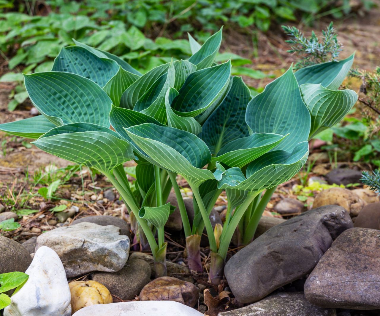 6 Of The Largest Hosta Plants You Can Grow In Your Yard | Gardening ...