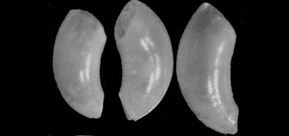 11 naughty sounding scientific names (and what they really mean) | The Week