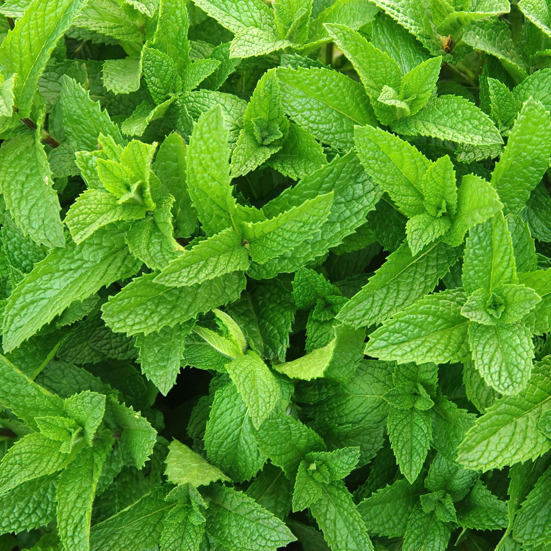 How to grow mint from seed like a gardening pro | Ideal Home