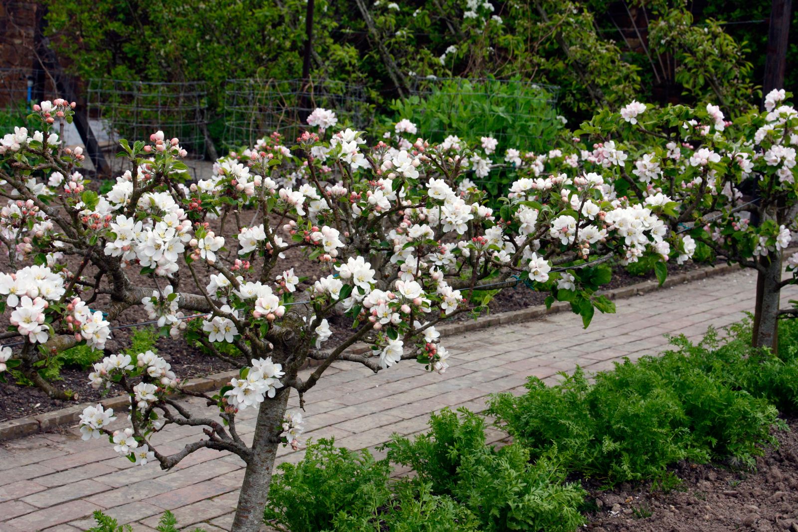 Best fast-growing fruit trees: 10 vigorous fruit trees to grow | Homes ...