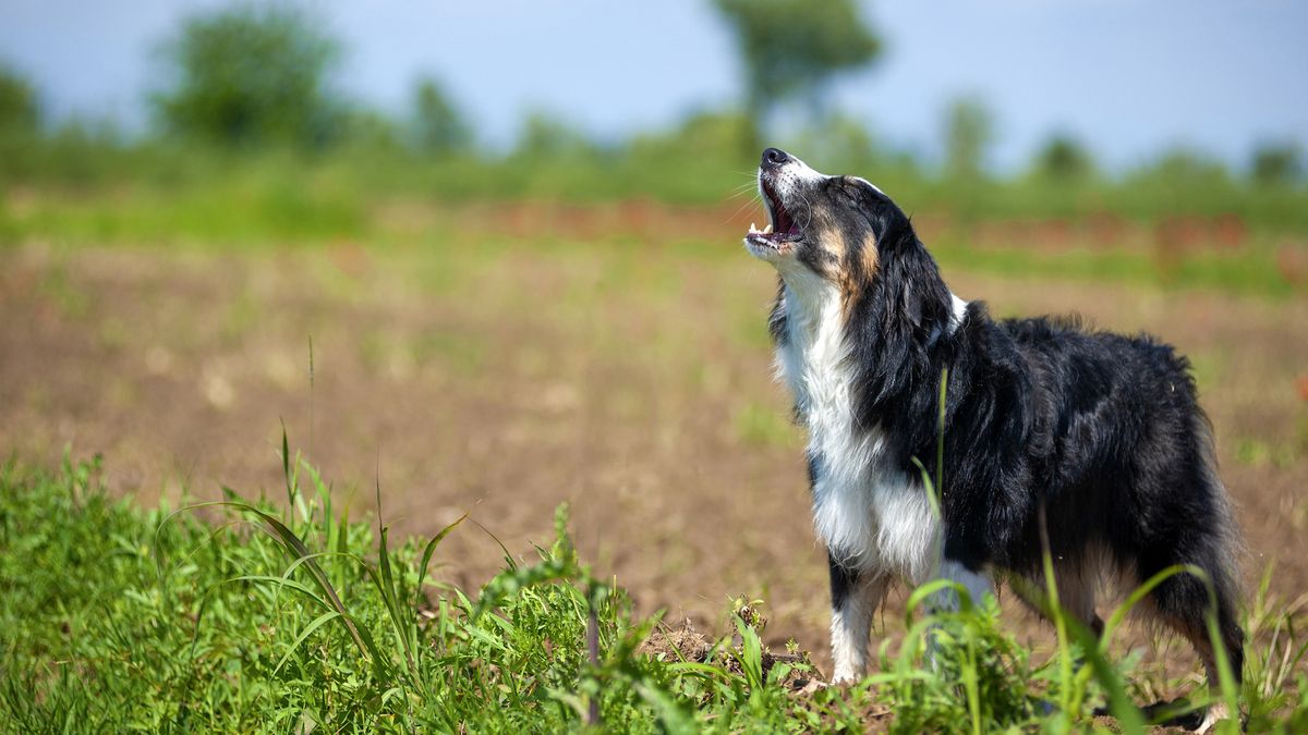 32 biggest barkers - most vocal dog breeds. | PetsRadar