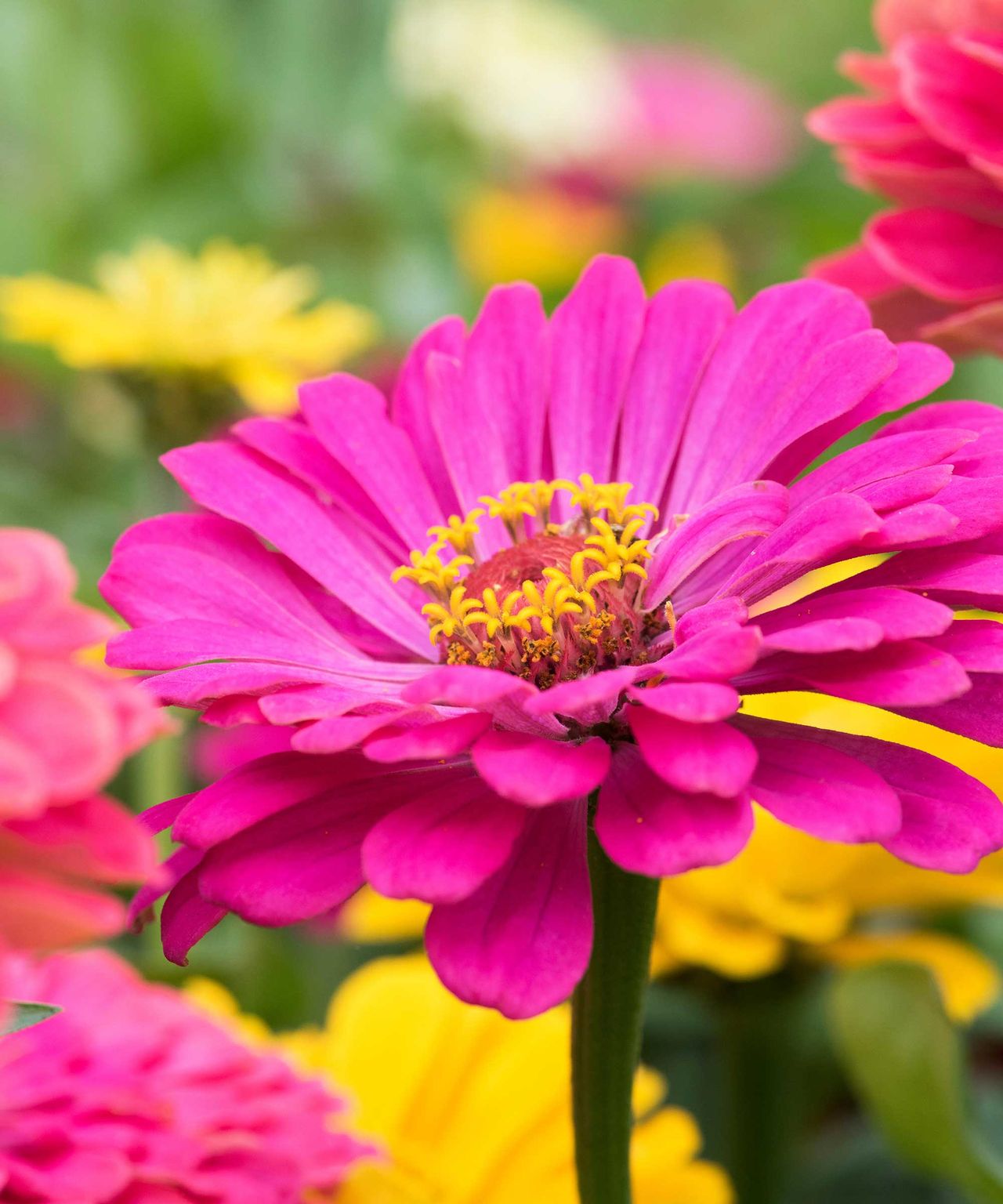 When should you start flower seeds indoors? | Homes and Gardens