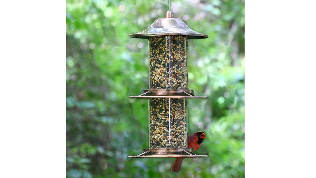 Best bird feeder: Keep your flying friends happy and fed | PetsRadar