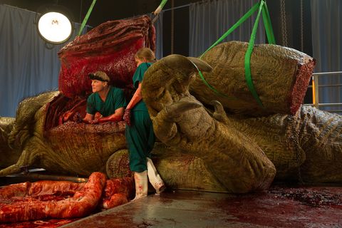 Gory Guts: Photos of a T. Rex Autopsy | Live Science