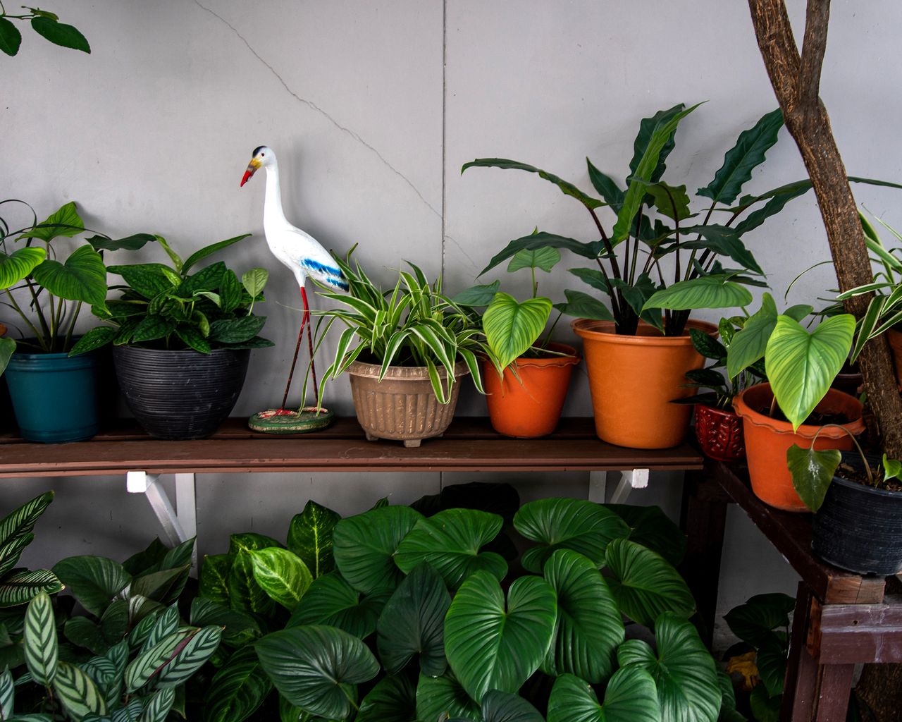 Should You Really Move Houseplants Outdoors In Summer? Learn The Truth ...