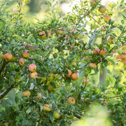 How to prune fruit trees for a better harvest – top tips | Ideal Home