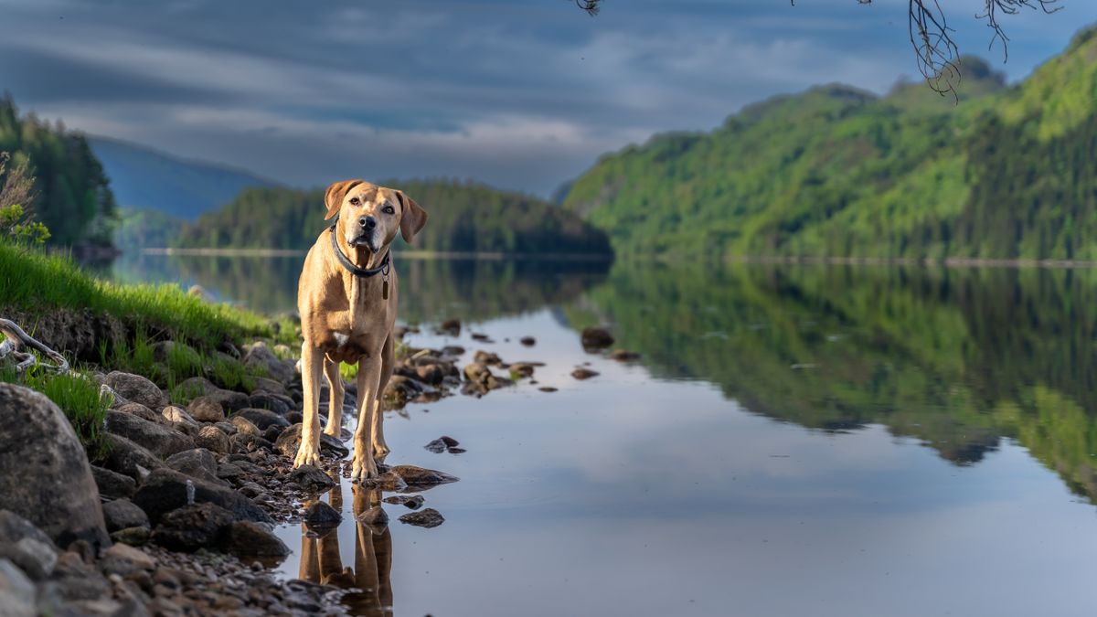 15 cute dog pictures to brighten your day | Digital Camera World