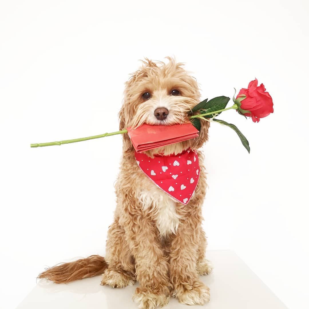 21 pet photography ideas to inspire you all-year round | PetsRadar