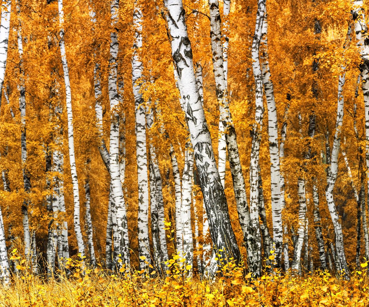 Birth Month Trees: Find All 12 and Their Special Meanings | Gardening ...