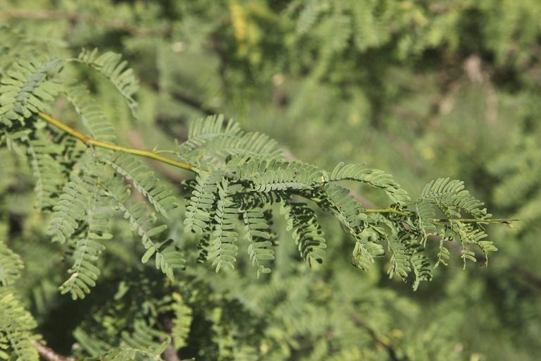 Rooting Mesquite Cuttings: Tips For Growing Mesquite Trees From ...