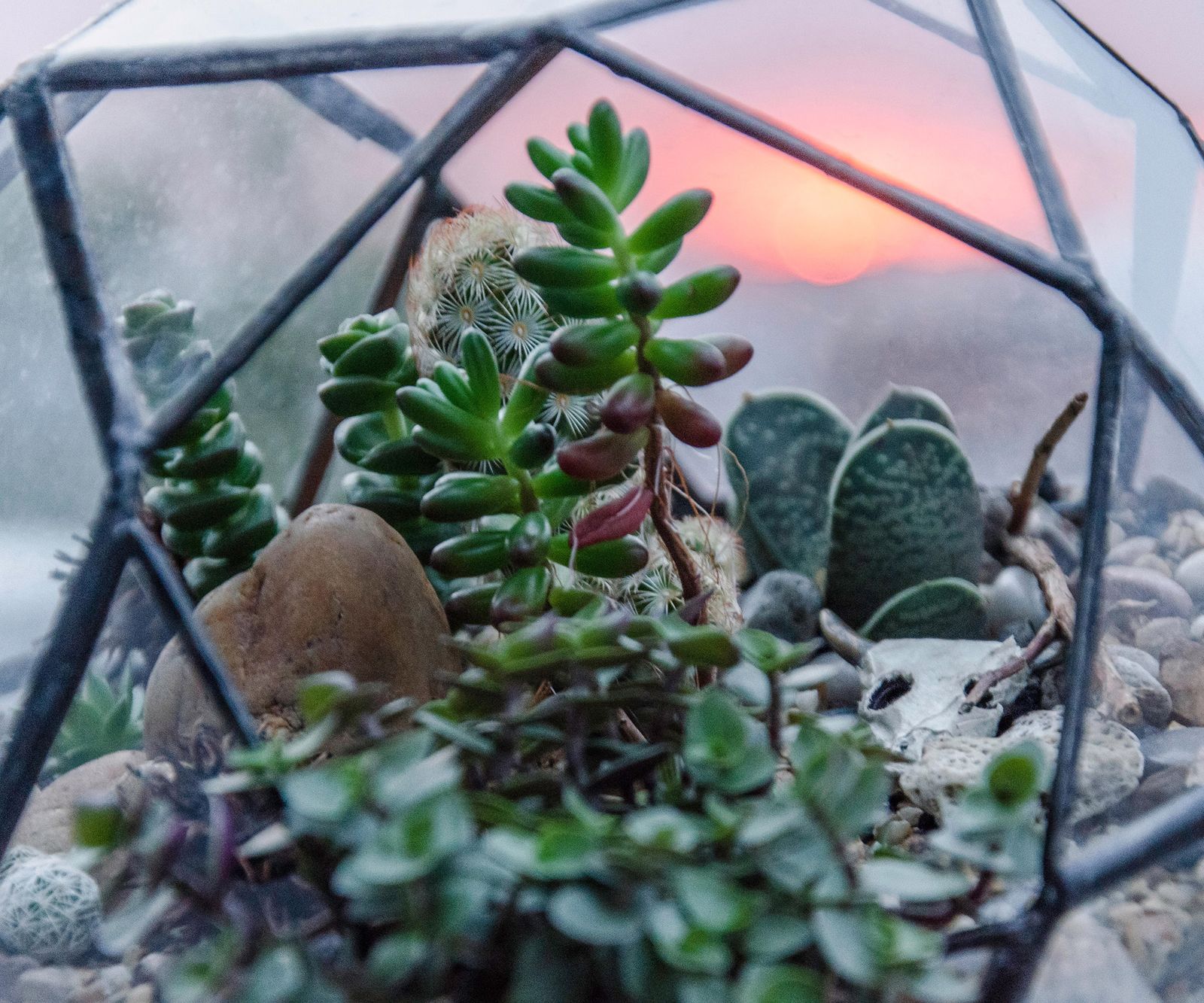 How to make a terrarium in 5 simple steps | Homes and Gardens