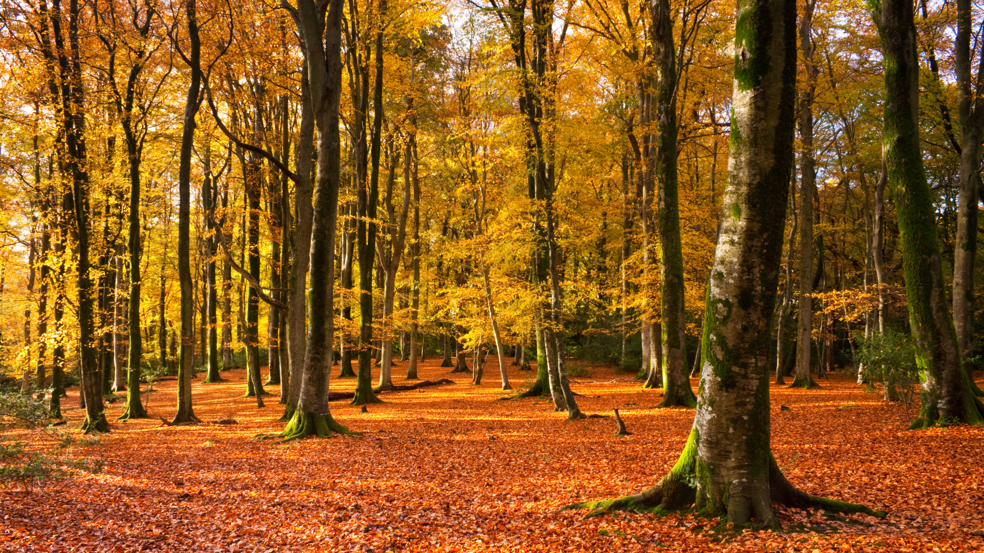 Where to see the UK's colourful autumn foliage | The Week