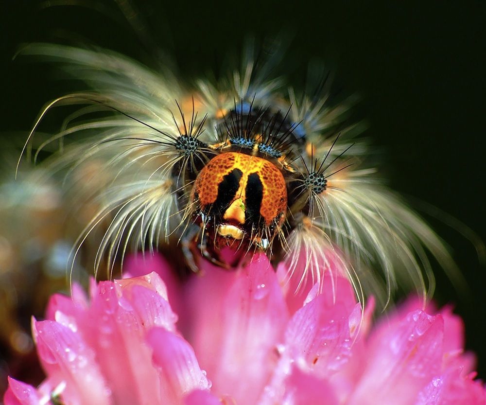 Gallery: Dazzling Photos of Dew-Covered Insects | Live Science