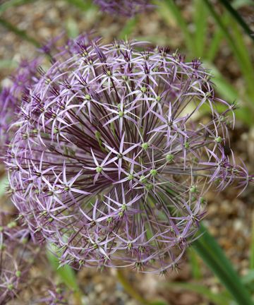 Types of alliums: 15 beautiful bulbs for your garden | Gardeningetc