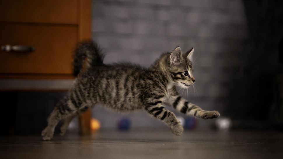 32 funny things cats do | PetsRadar