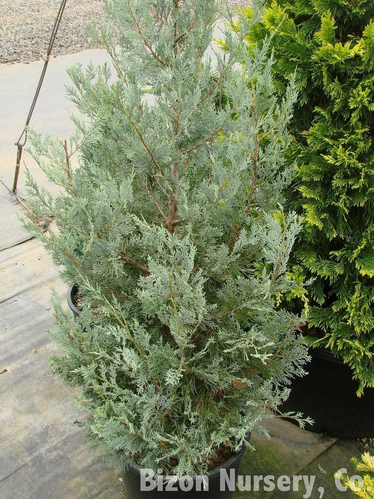 Wichita Blue Juniper Information - Learn Where To Grow Wichita Blue ...