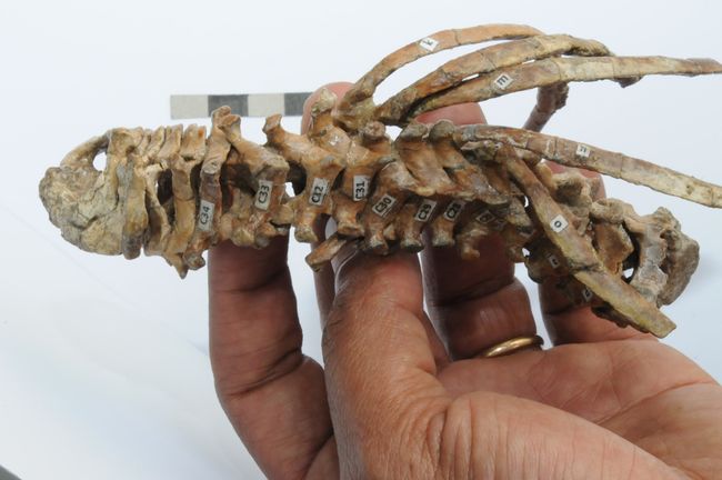 Image Gallery: 3-Year-Old Human Ancestor Revealed | Live Science