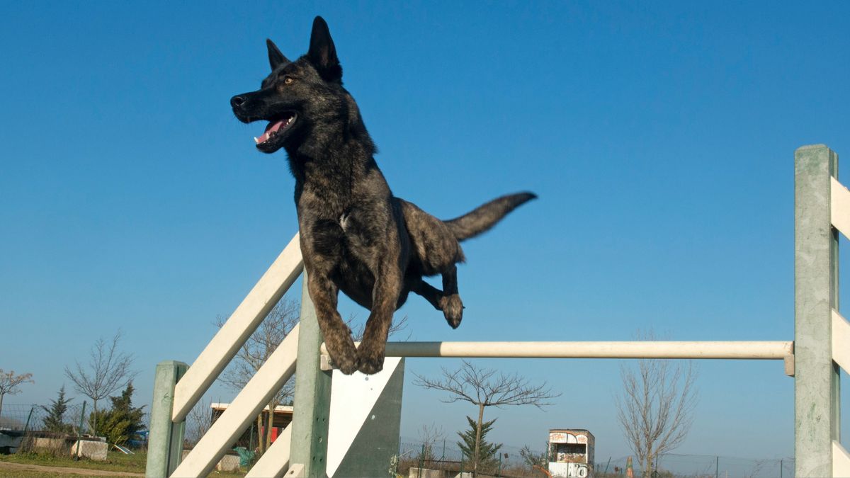 32 things to know about Dutch shepherd dogs | PetsRadar