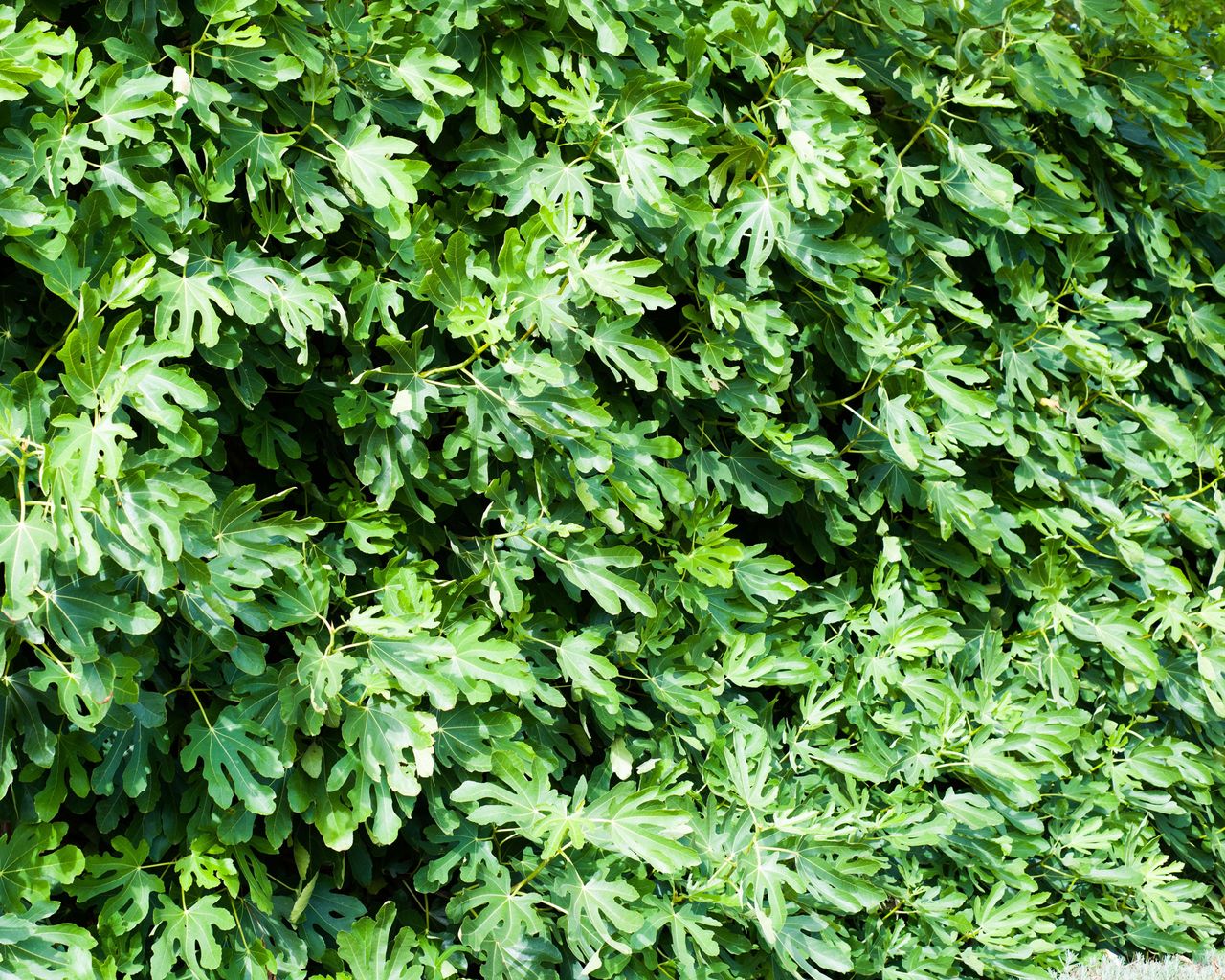 How to grow figs: expert tips on planting, growing and harvesting ...