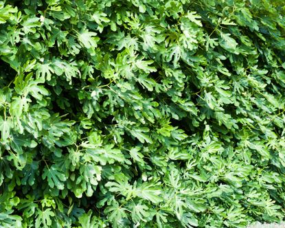 How to grow figs: expert tips on planting, growing and harvesting ...