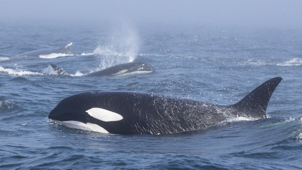 Orcas and humpbacks clash in a violent melee of breaching and biting ...