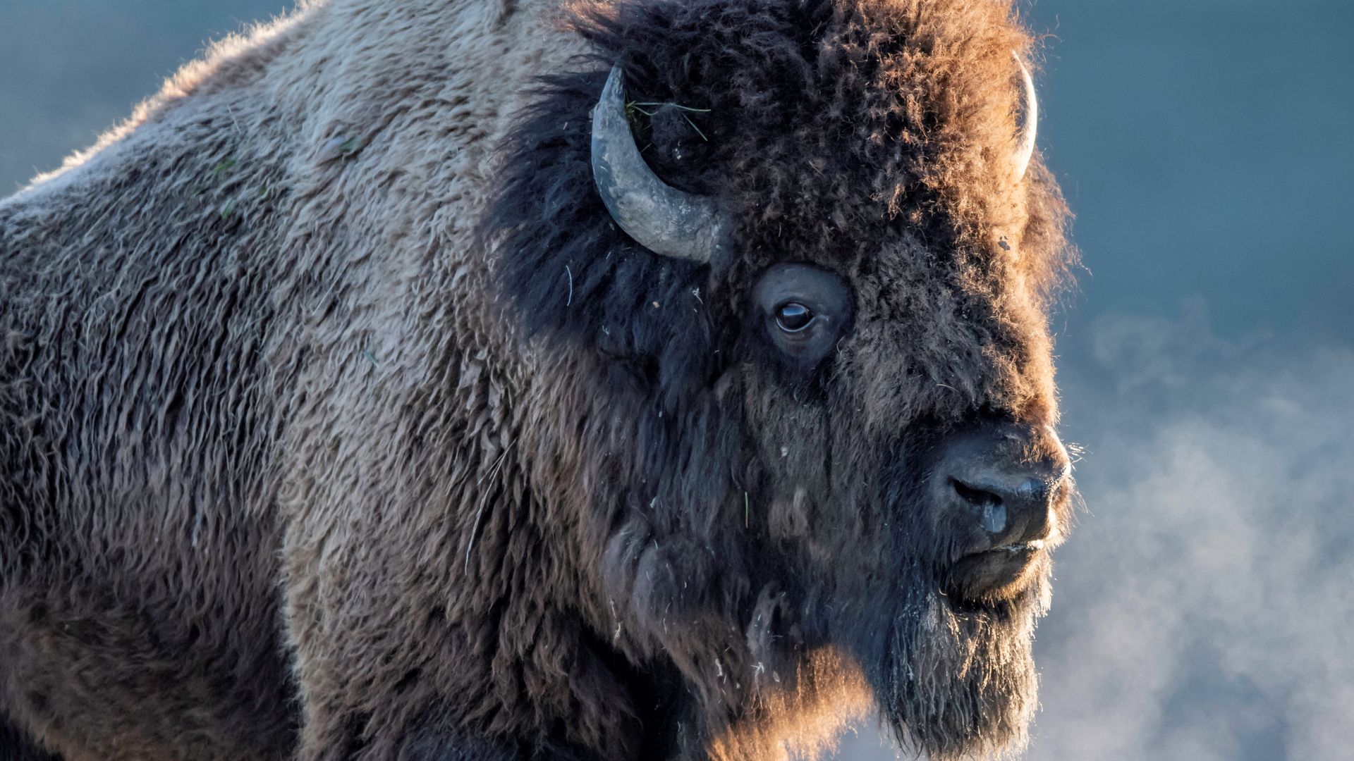 See huge bison charge filmmaker's car at Yellowstone National Park ...