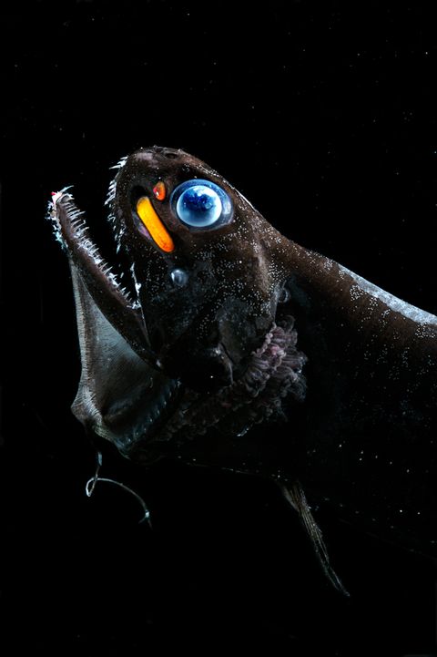 Red-Seeing Fish, Blue-Seeing Fish: Deep-Sea Vision Evolves | Live Science