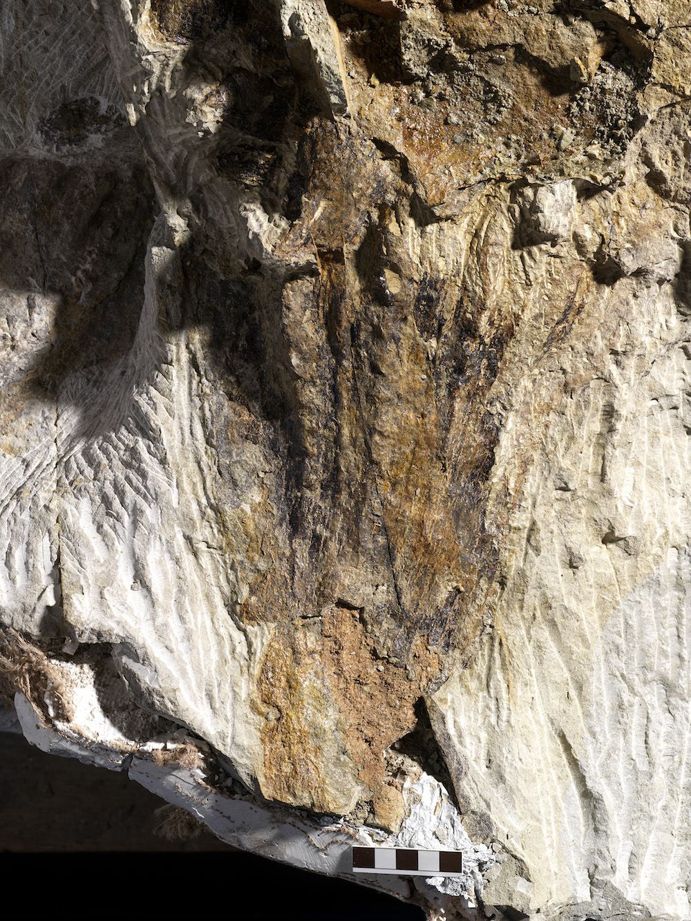 Photos: See the Armored Dinosaur Named for Zuul from 'Ghostbusters' | Live Science