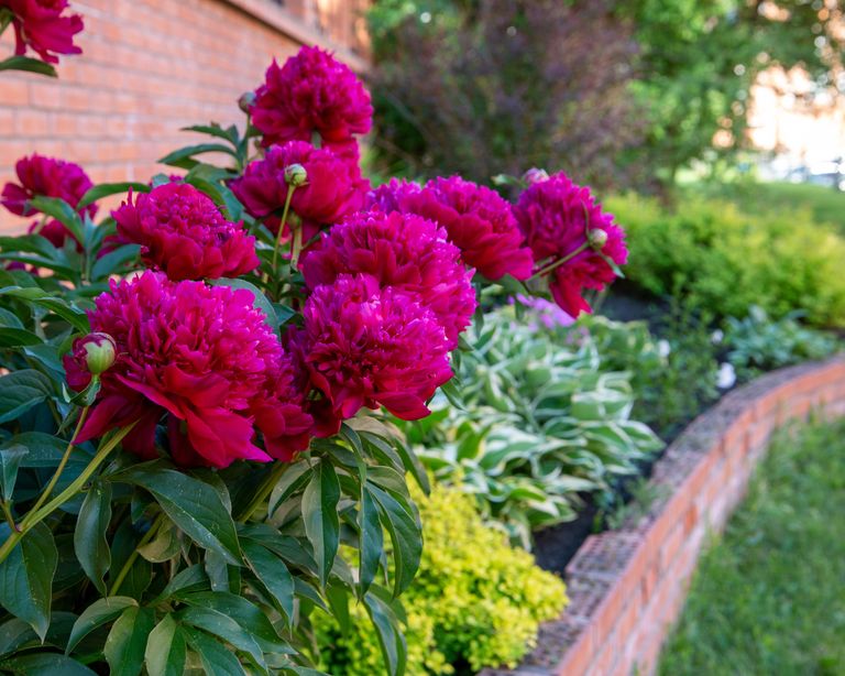 Pro Tips for Transplanting Peonies & Why Now Is the Ideal Time ...