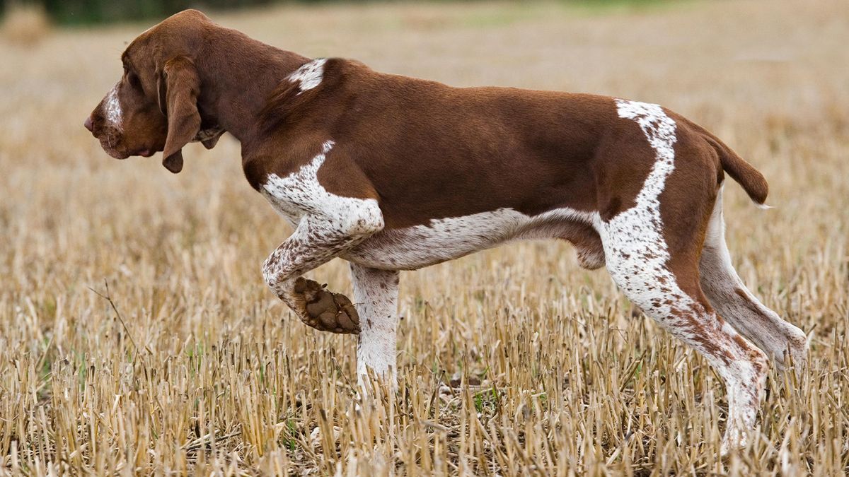 14 pointing dog breeds from around the world | PetsRadar