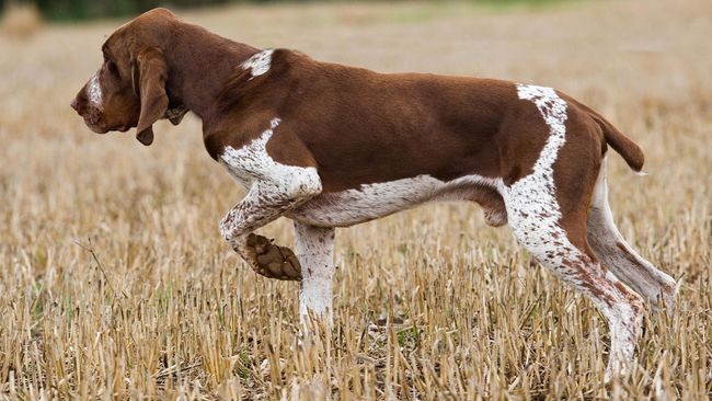 14 pointing dog breeds from around the world | PetsRadar