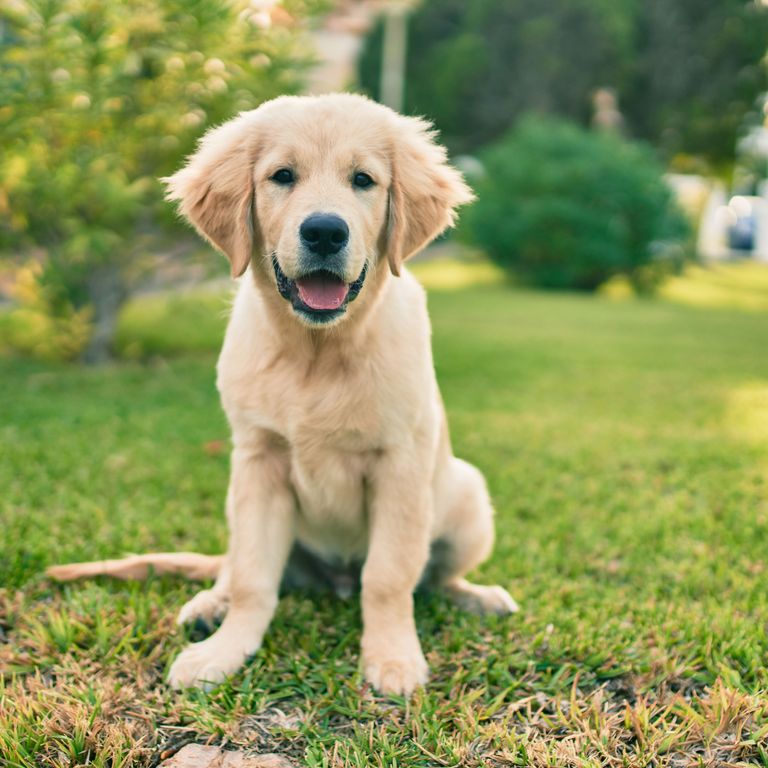 Advertise With Us | Gardening Know How