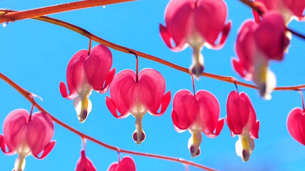 Growing Bleeding Hearts: How To Care For A Bleeding Heart Plant ...